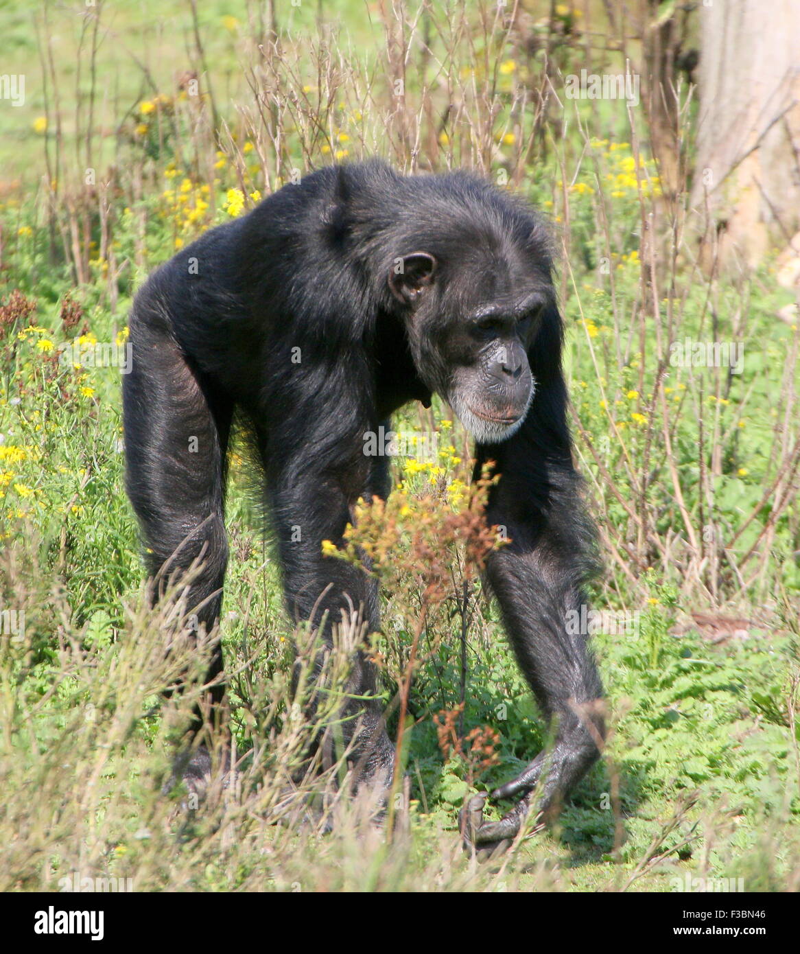 Chimpance pan troglodytes High Resolution Stock Photography and Images ...