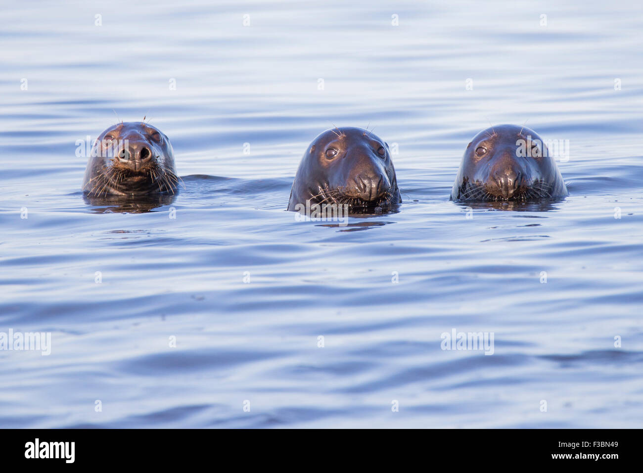 Gray seal cape cod hi-res stock photography and images - Alamy