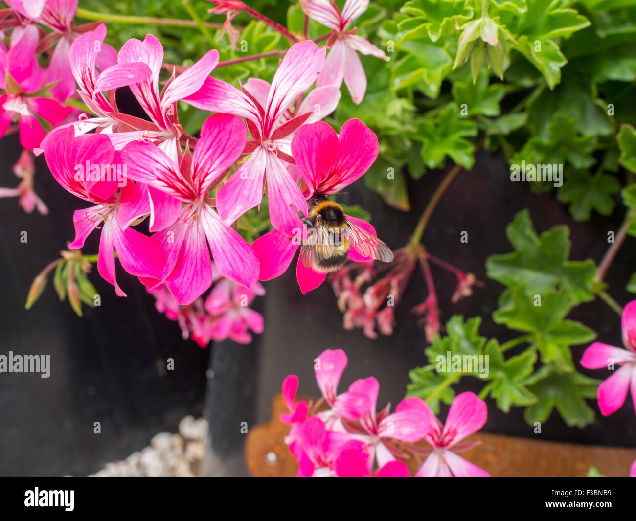 Bee in pink flowers Stock Photo - Alamy