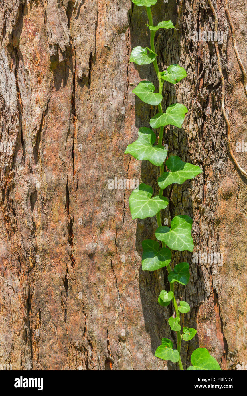 Old tree bark texture with green plant Stock Photo - Alamy