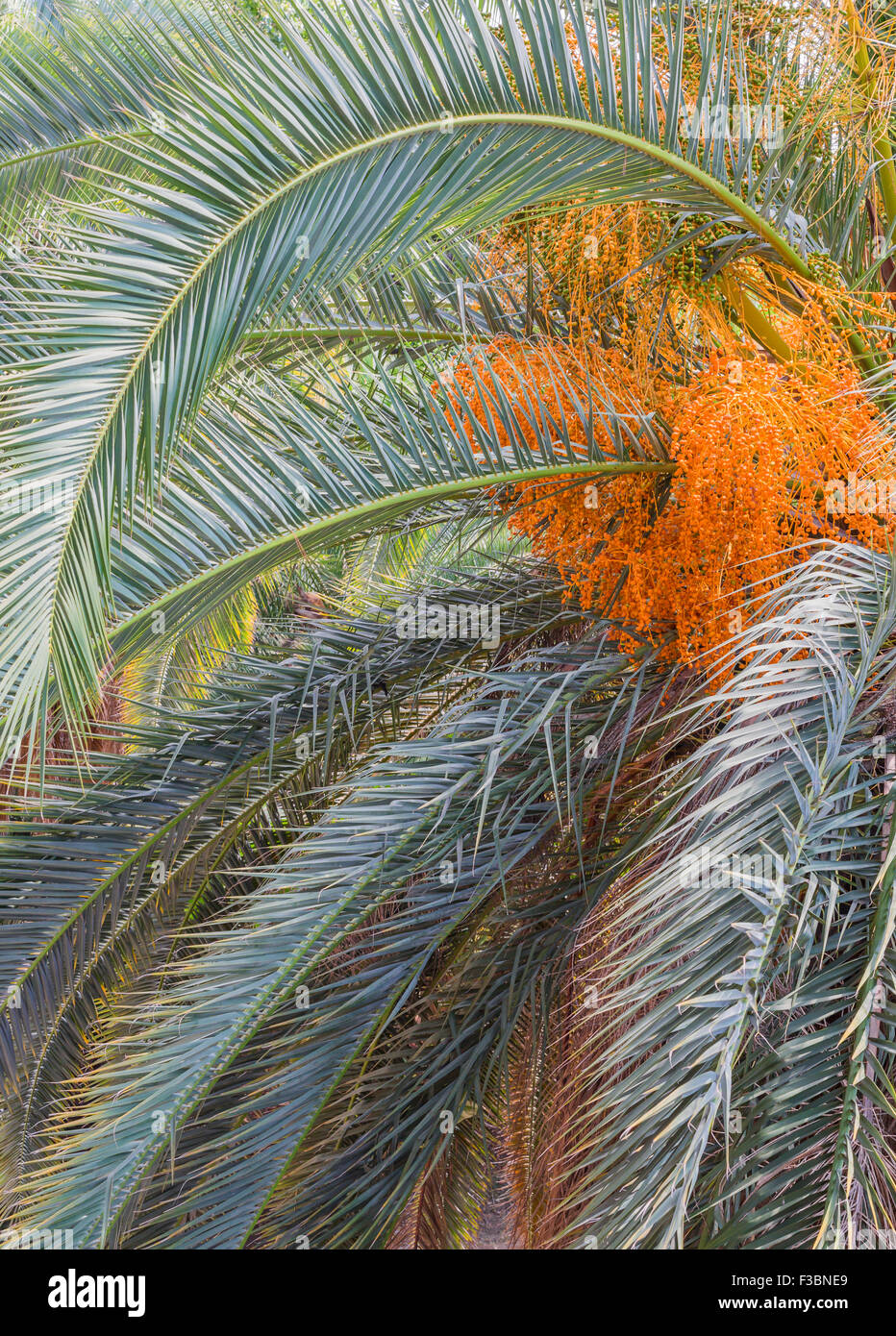 Palm tree colorful crown close up view Stock Photo - Alamy