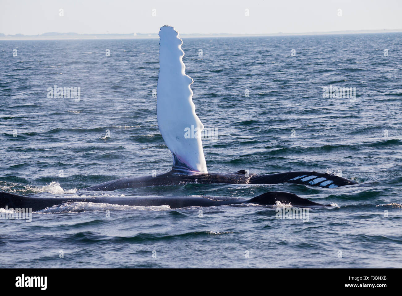 Humpback Whale (Megaptera novaeangliae) Breaching-Cape Cod ...