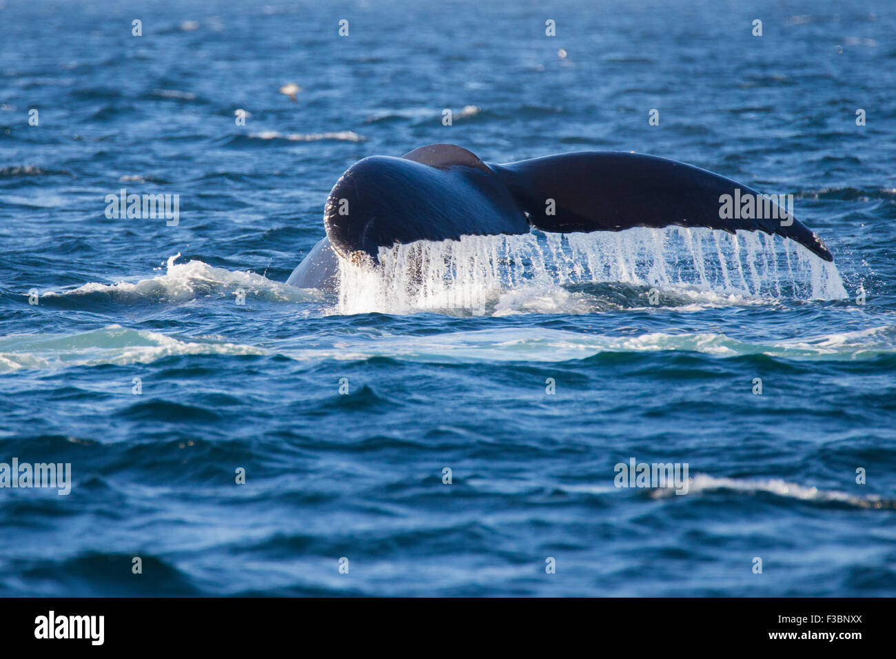 Whale tale breach hi-res stock photography and images - Alamy
