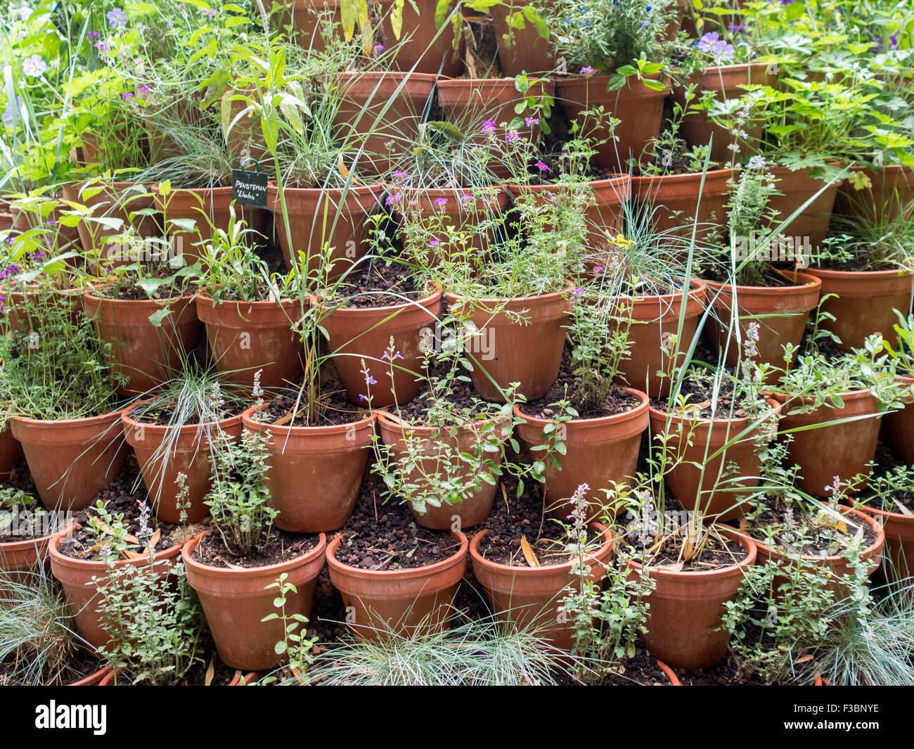 Lined up clay plant pots Stock Photo - Alamy