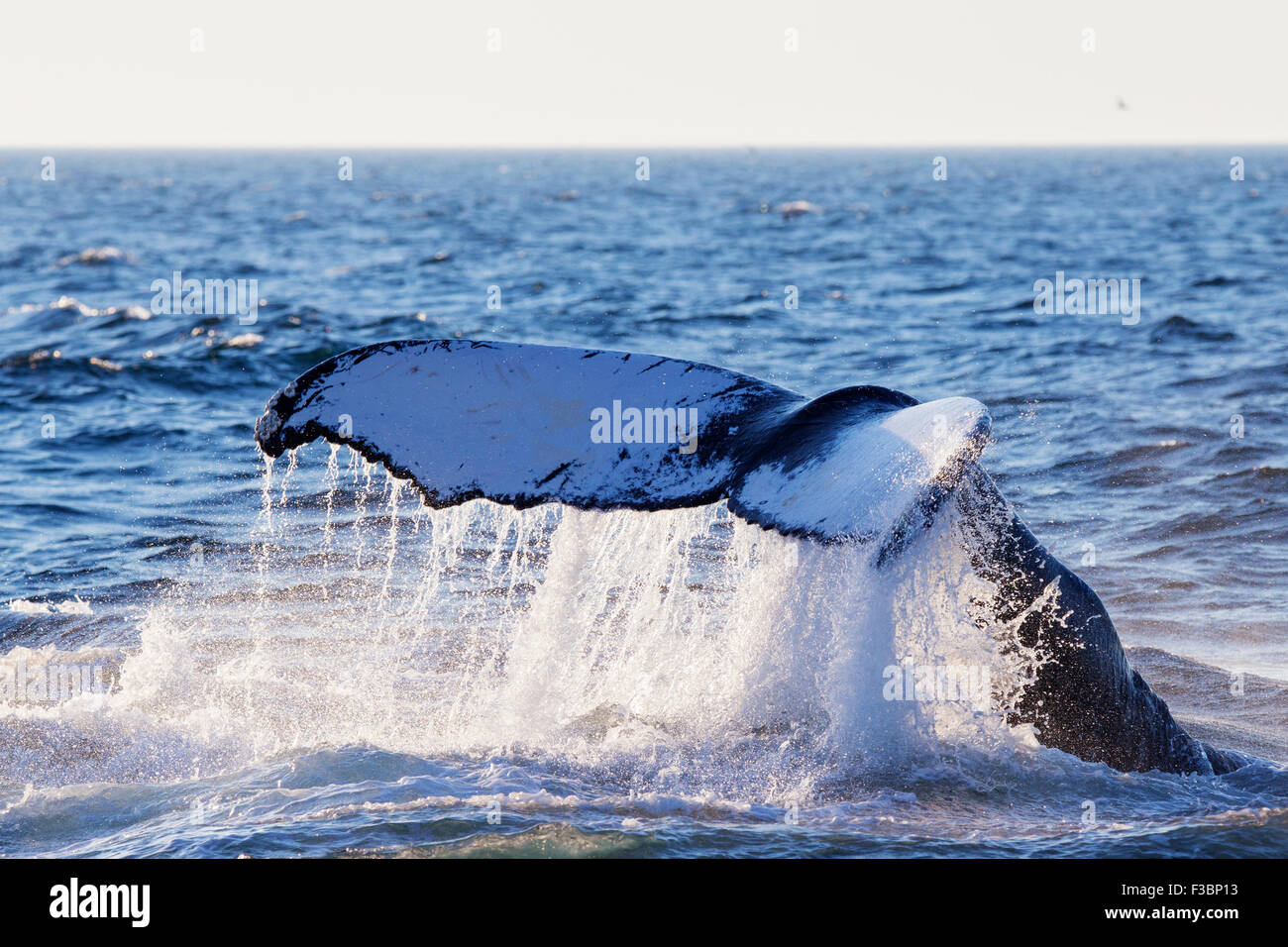 Humpback Whale (Megaptera novaeangliae) Breaching - Cape Cod ...