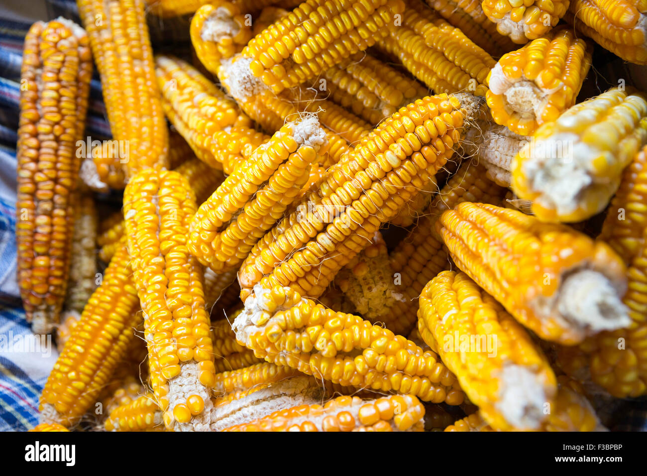 Yellow colored organic raw corn cobs in a basket. Textured effect with ...