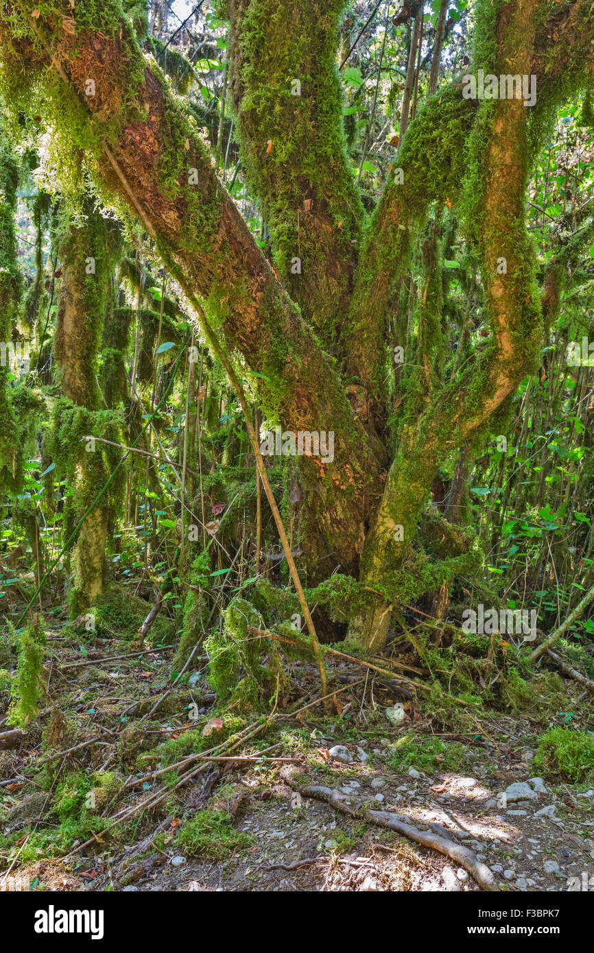 Green mossy trunk trees texture natural background Stock Photo - Alamy