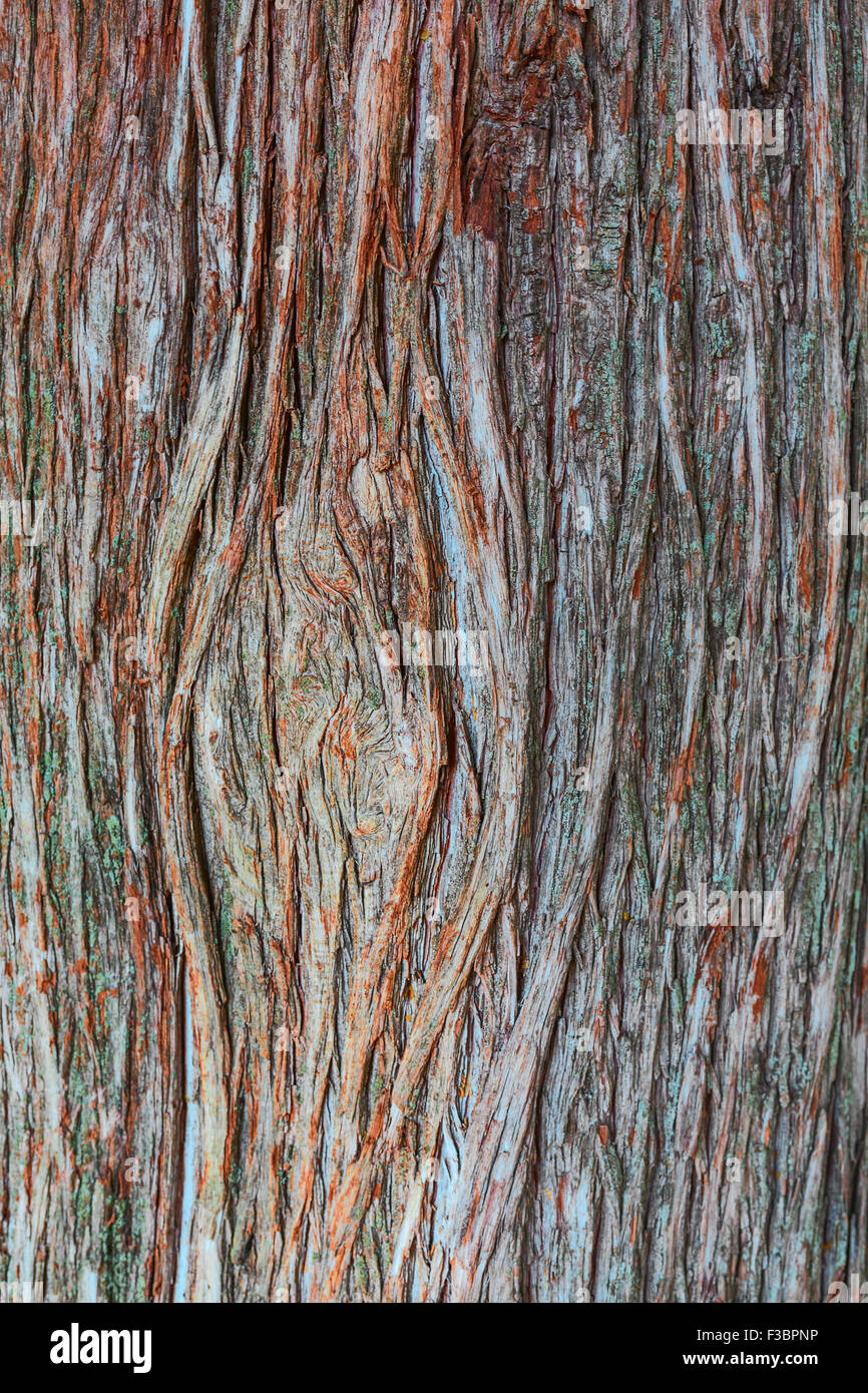 Old tree bark texture natural background wood Stock Photo - Alamy