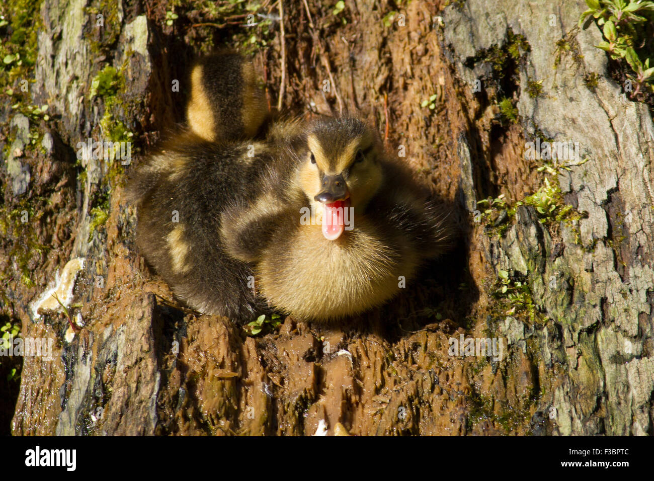 Hjhgg hi-res stock photography and images - Alamy