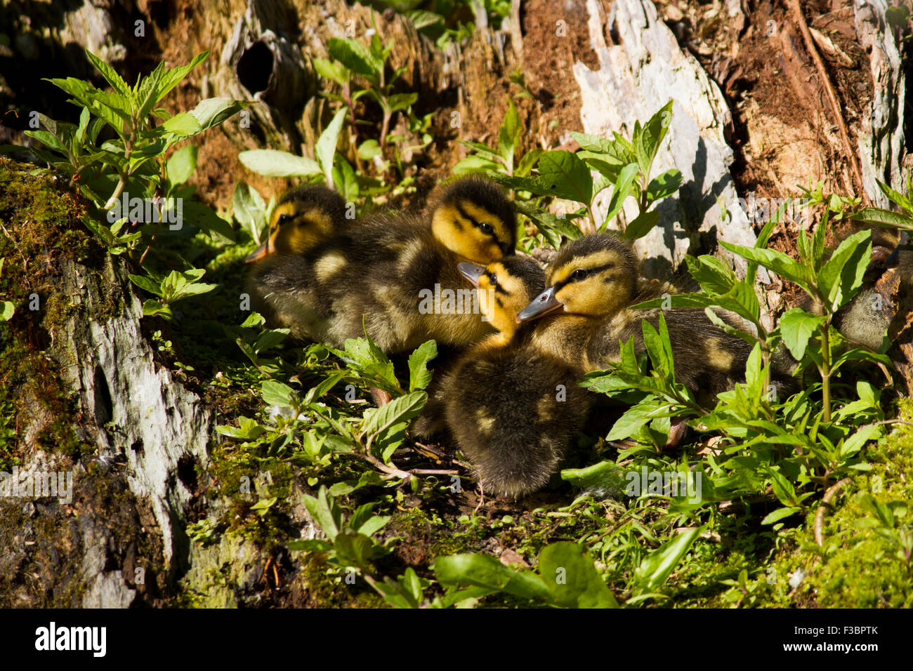 Hhhh hi-res stock photography and images - Alamy