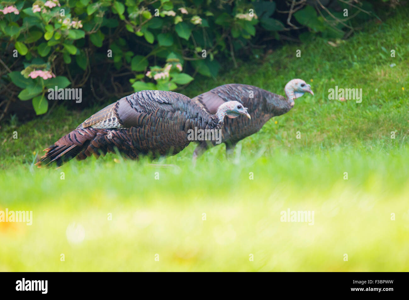 Hjhgg hi-res stock photography and images - Alamy