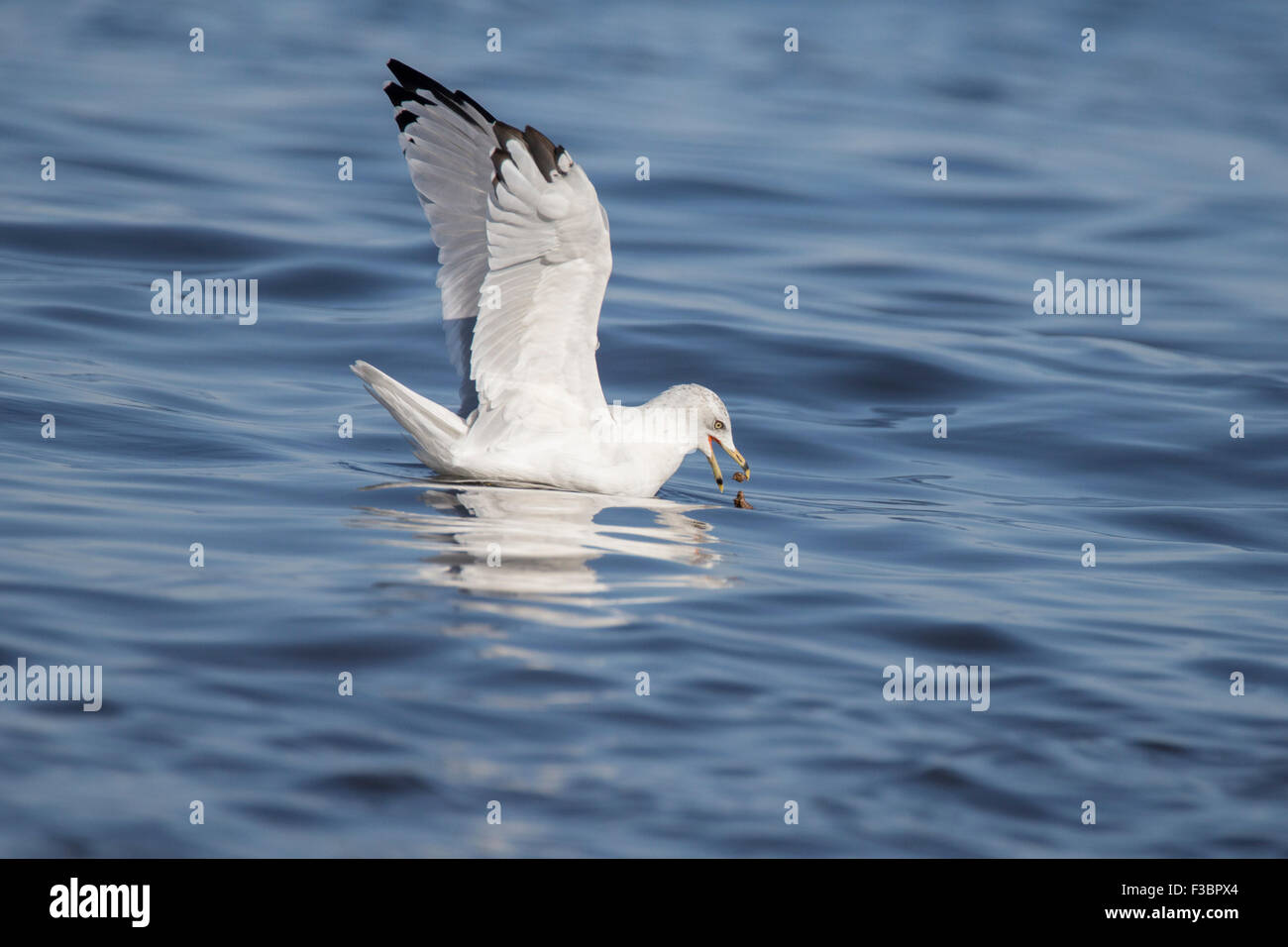 Fishing gull Stock Photo - Alamy