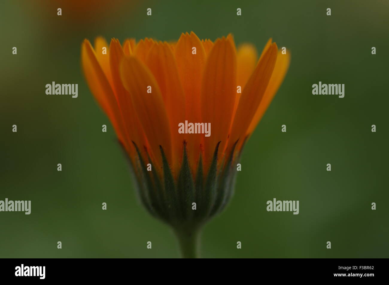 Marigold stem hi-res stock photography and images - Alamy