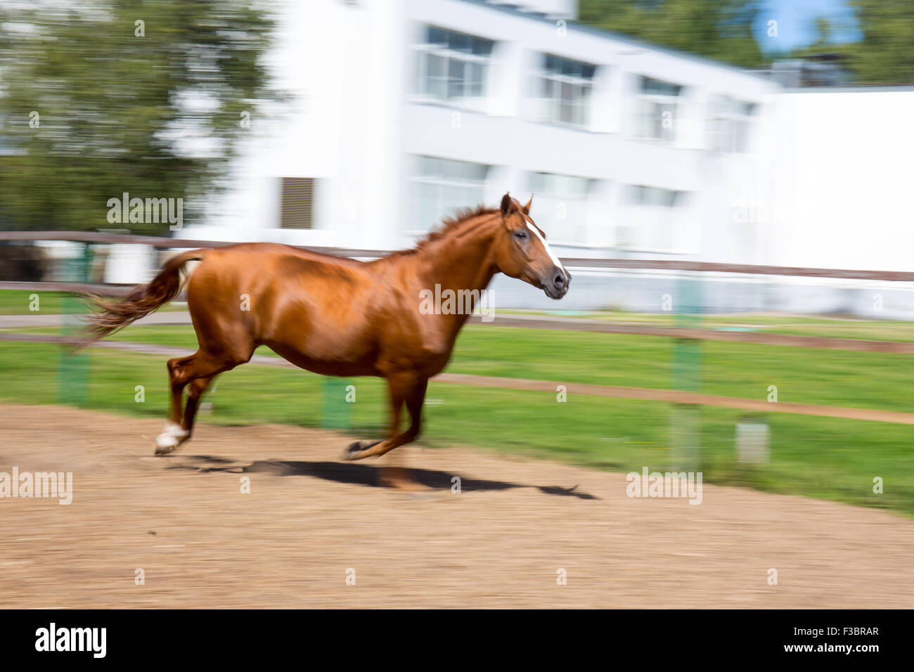 Chestnut horse running at the paddock farm Stock Photo - Alamy