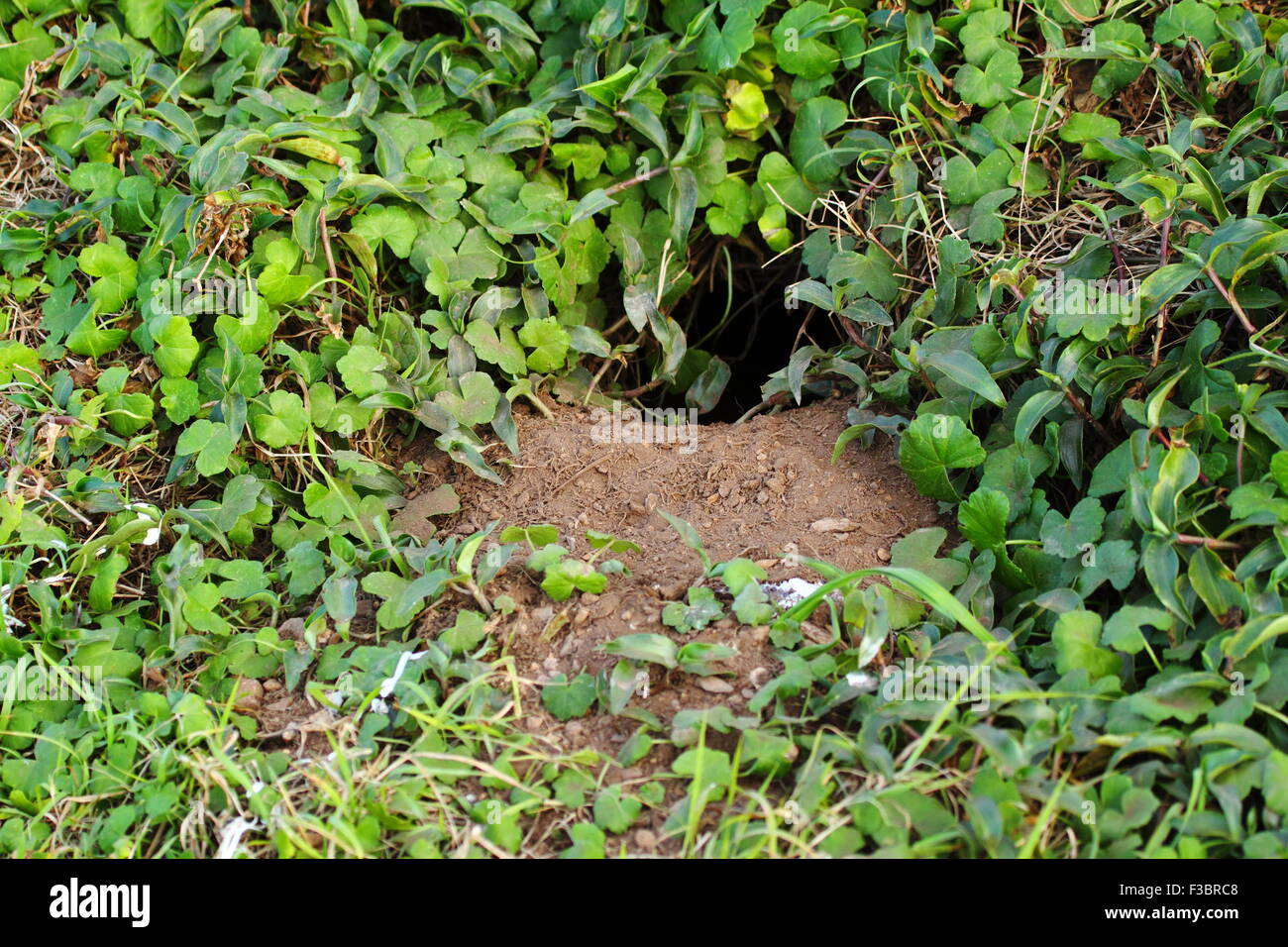 Puffinus pacificus australia hi-res stock photography and images - Alamy