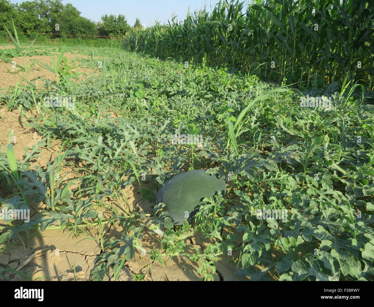 The growing melon in the field. Cultivation of melon cultures Stock ...
