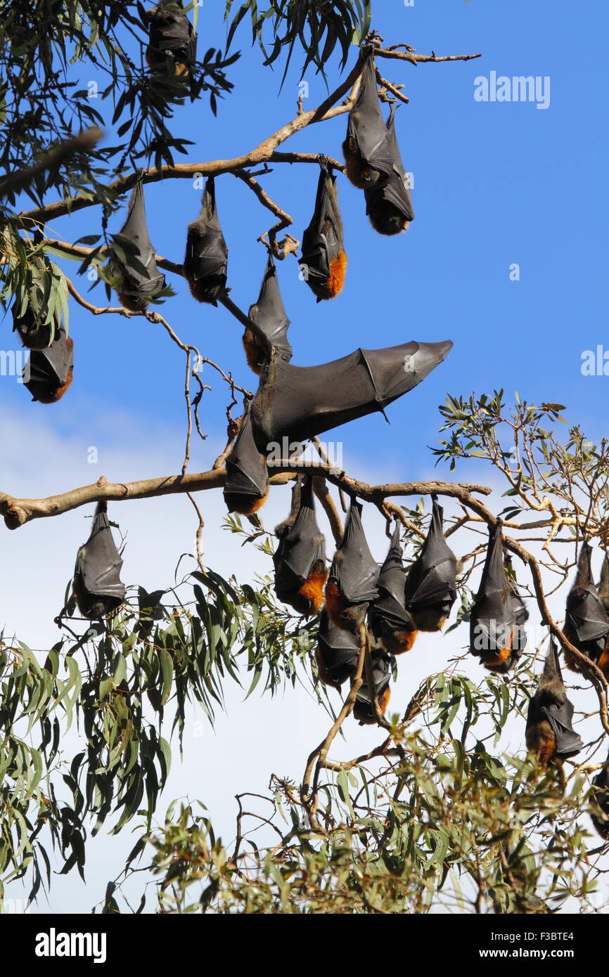 The grey-headed flying fox (Pteropus poliocephalus) is a megabat native ...