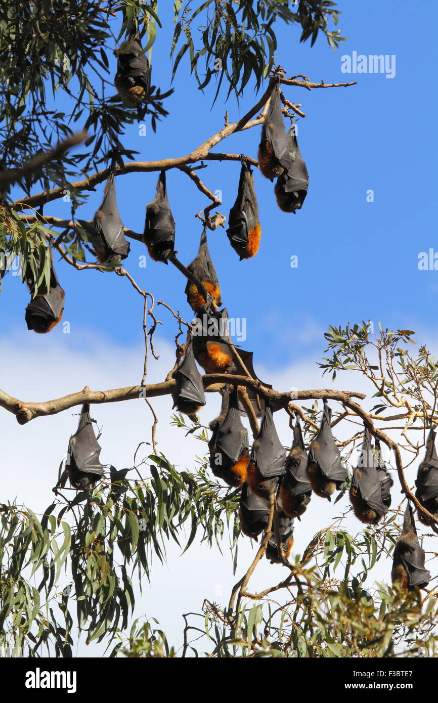 The grey-headed flying fox (Pteropus poliocephalus) is a megabat native ...