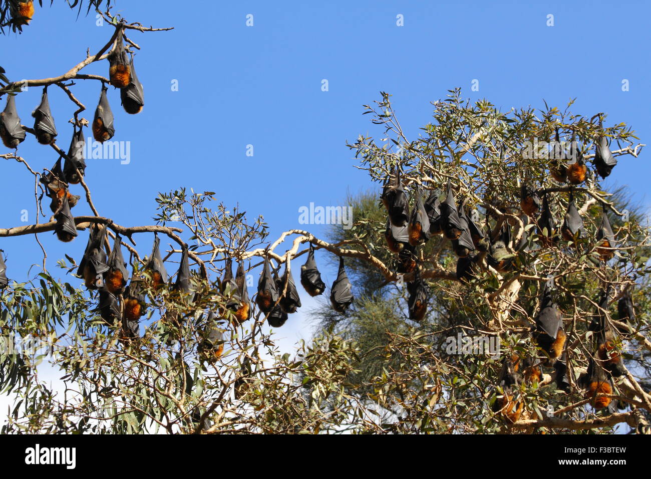 The grey-headed flying fox (Pteropus poliocephalus) is a megabat native ...