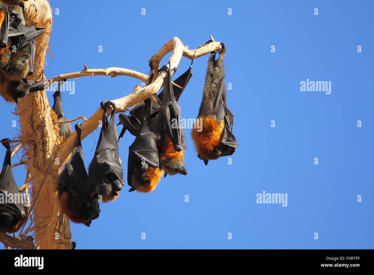 Megabat australia hi-res stock photography and images - Alamy