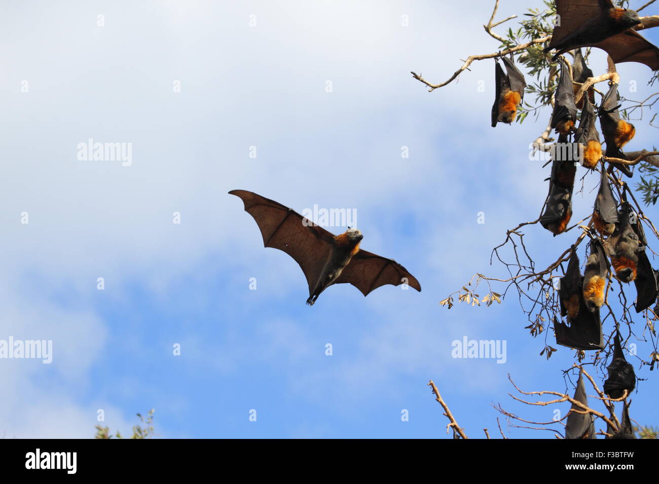 The grey-headed flying fox (Pteropus poliocephalus) is a megabat native ...