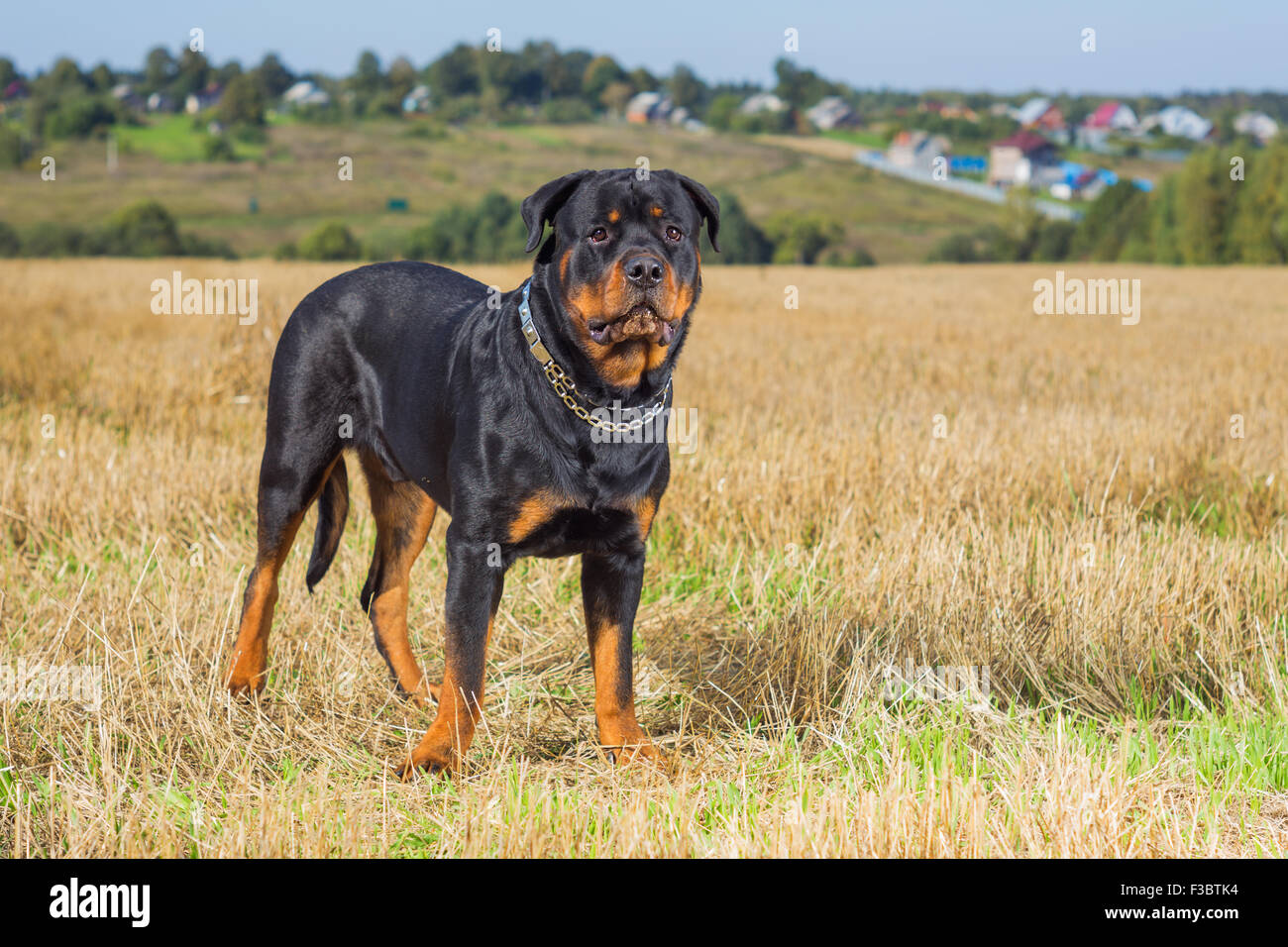 Rottweiler dog on natural background grass field Stock Photo - Alamy