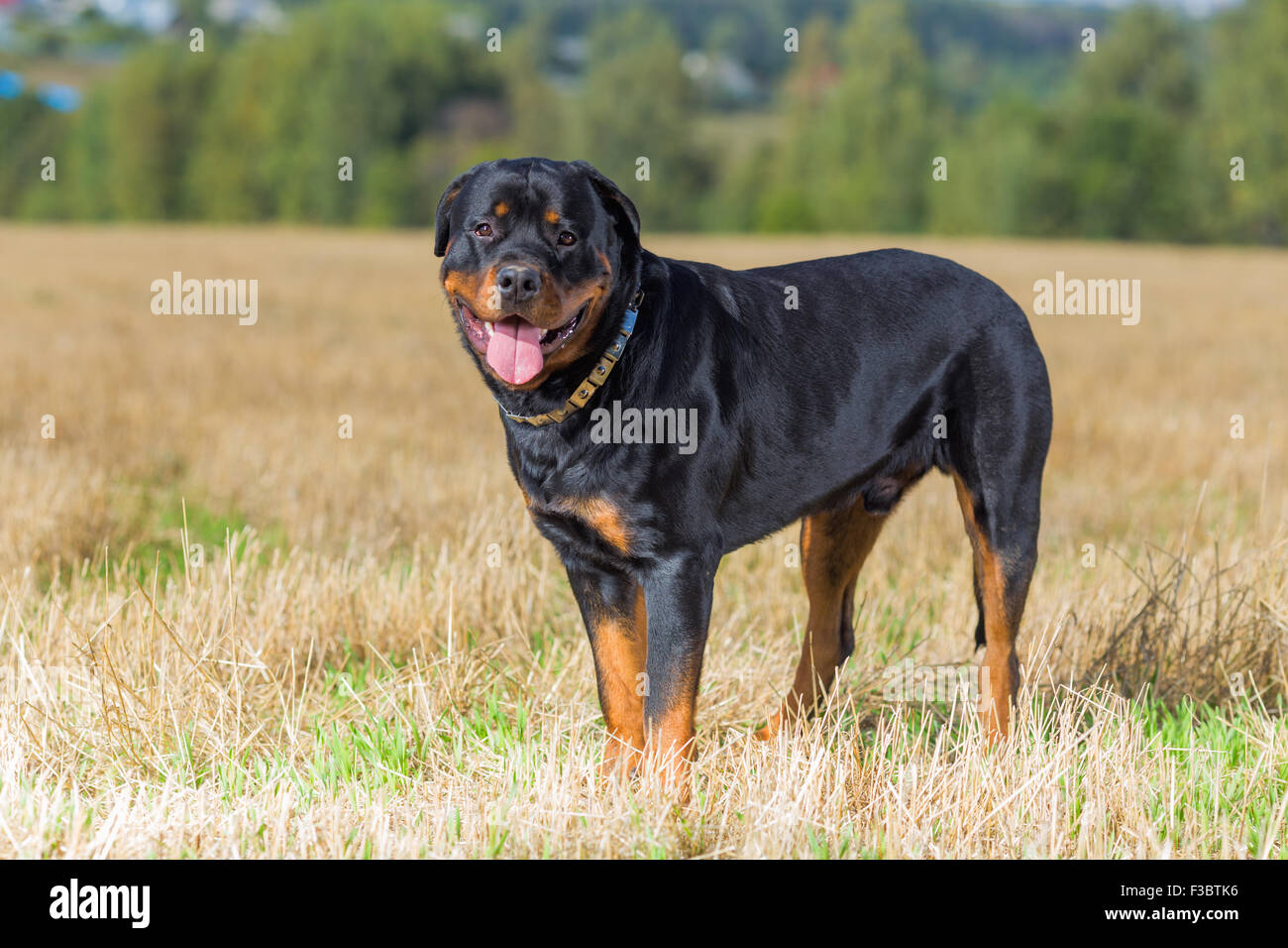 Rottweiler dog on natural background grass field Stock Photo - Alamy