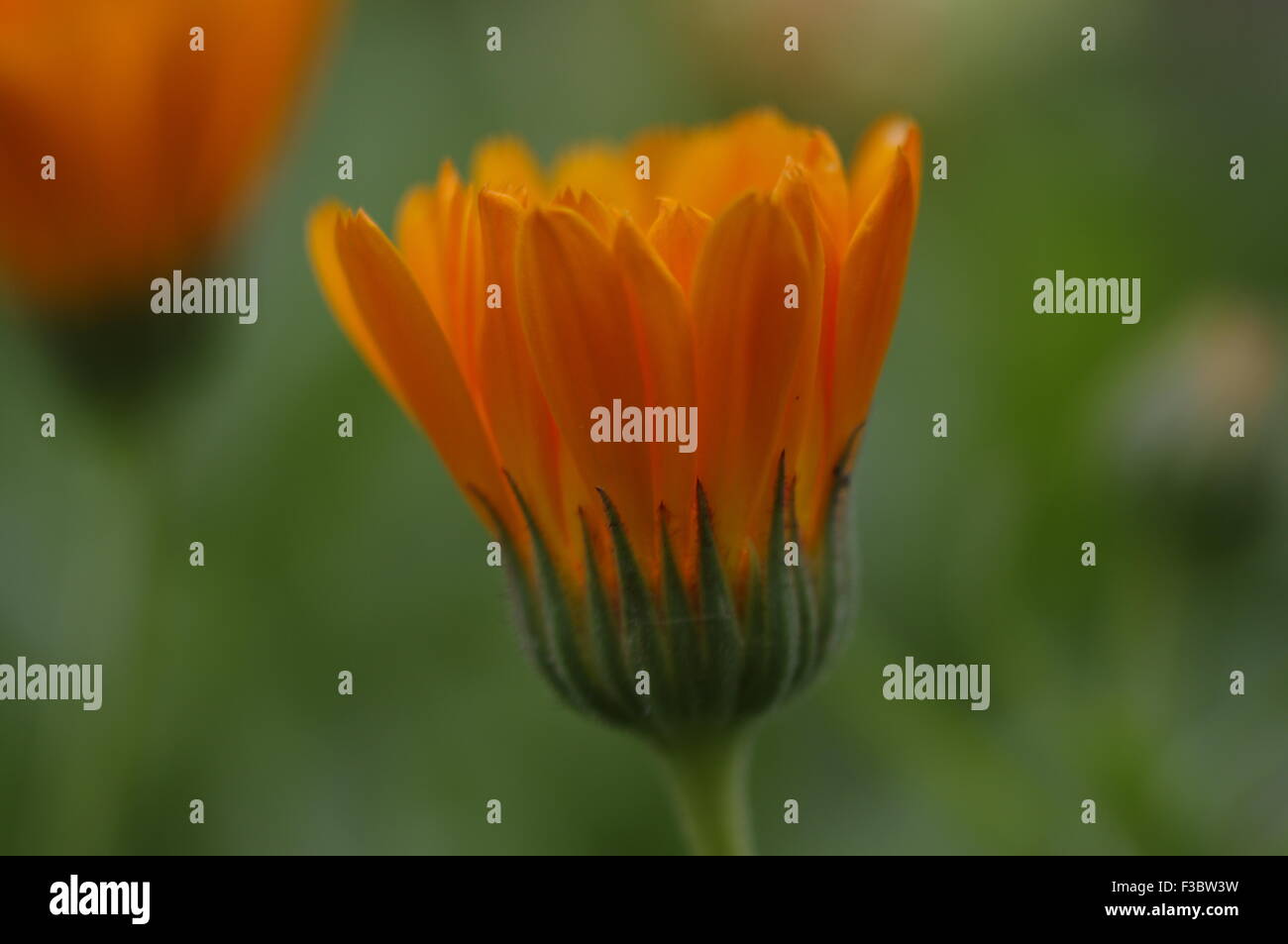 Mediterranean marigold hi-res stock photography and images - Alamy
