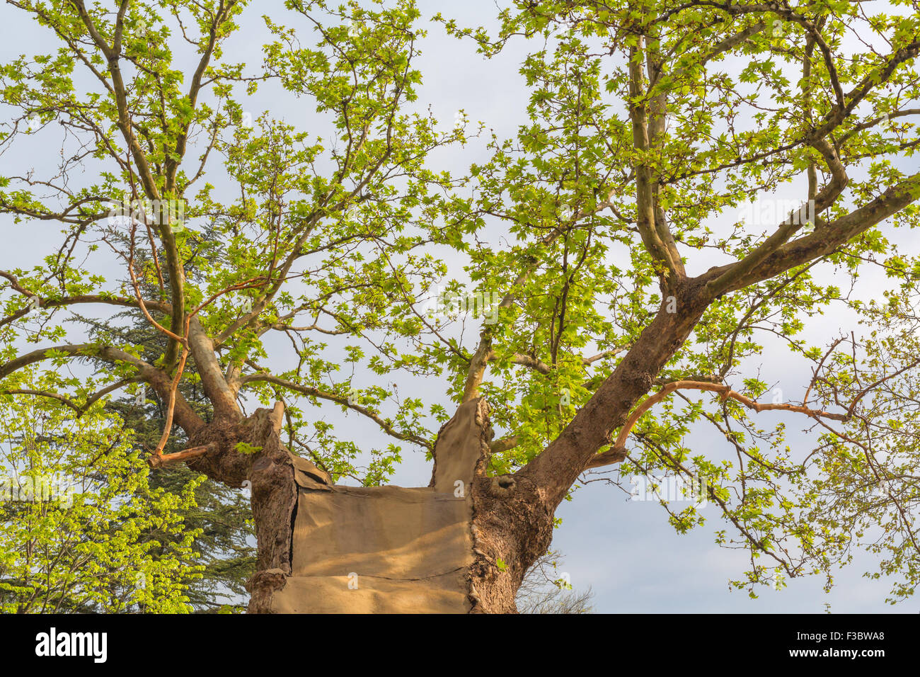 Plane tree close up on blue sky background Stock Photo - Alamy