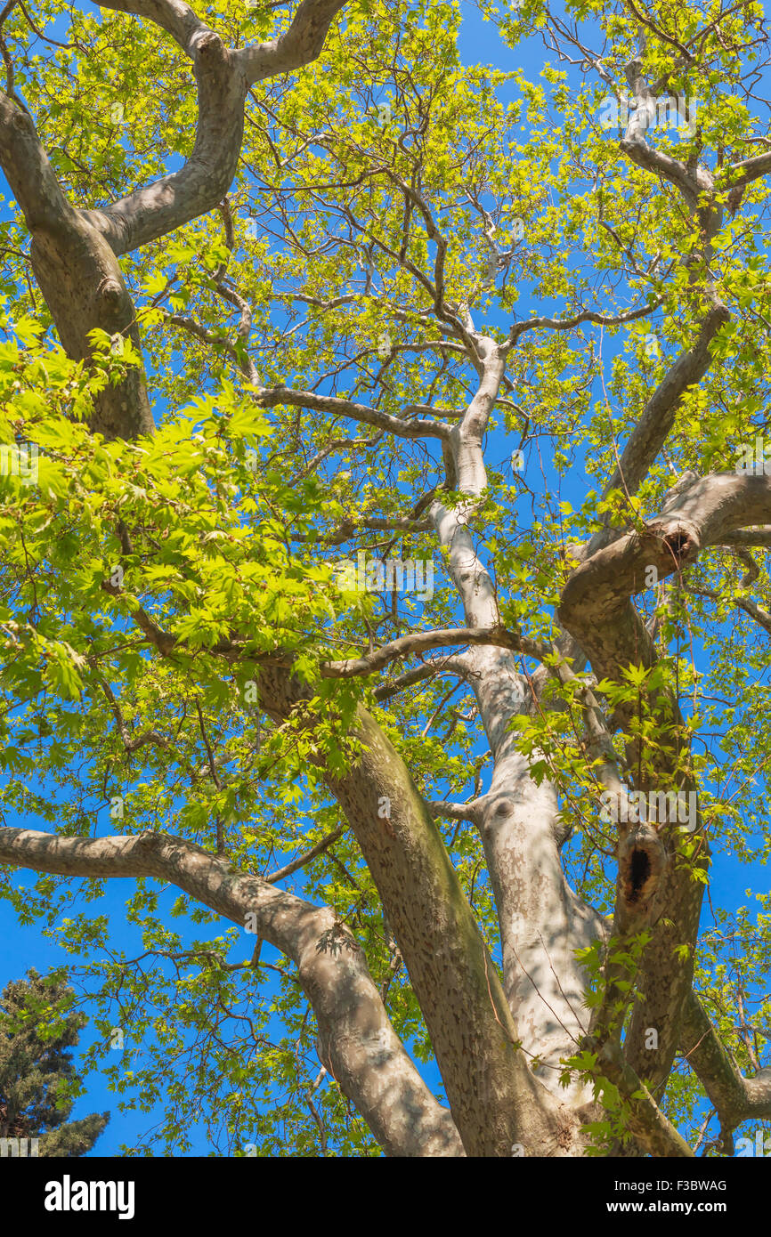 Plane tree close up on blue sky background Stock Photo - Alamy