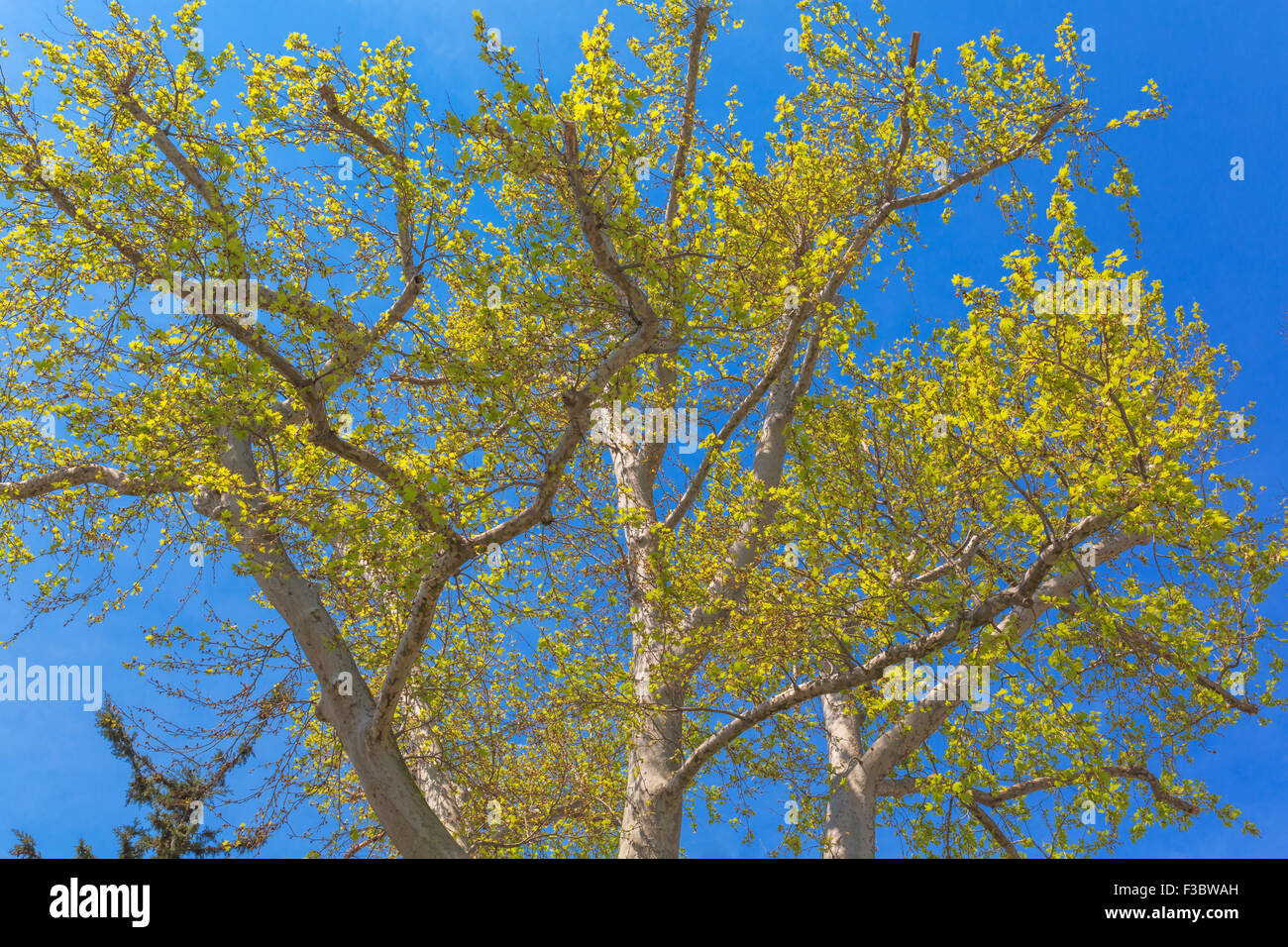 Plane tree close up on blue sky background Stock Photo - Alamy
