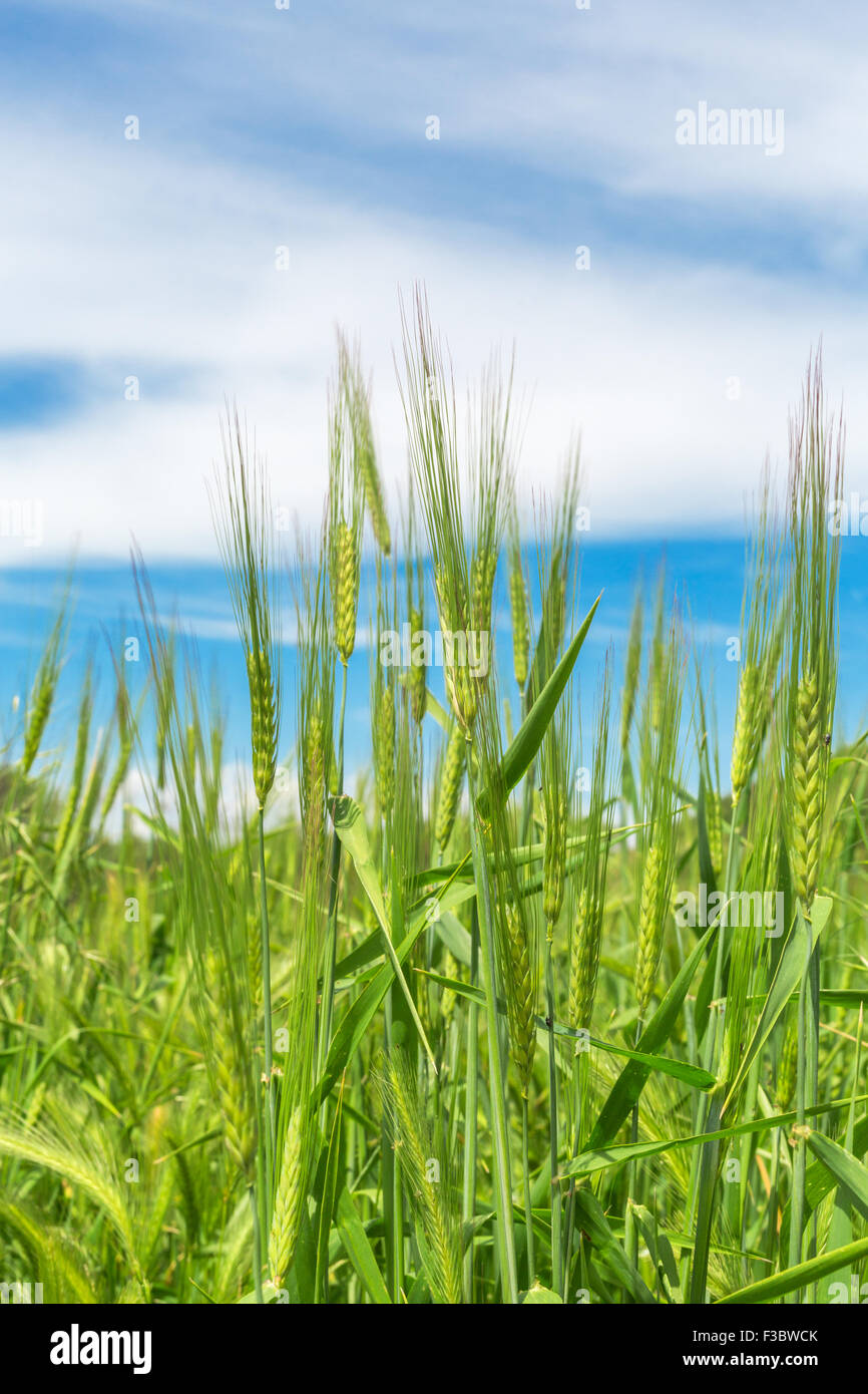 Wheat ears natural spring field background sky Stock Photo - Alamy