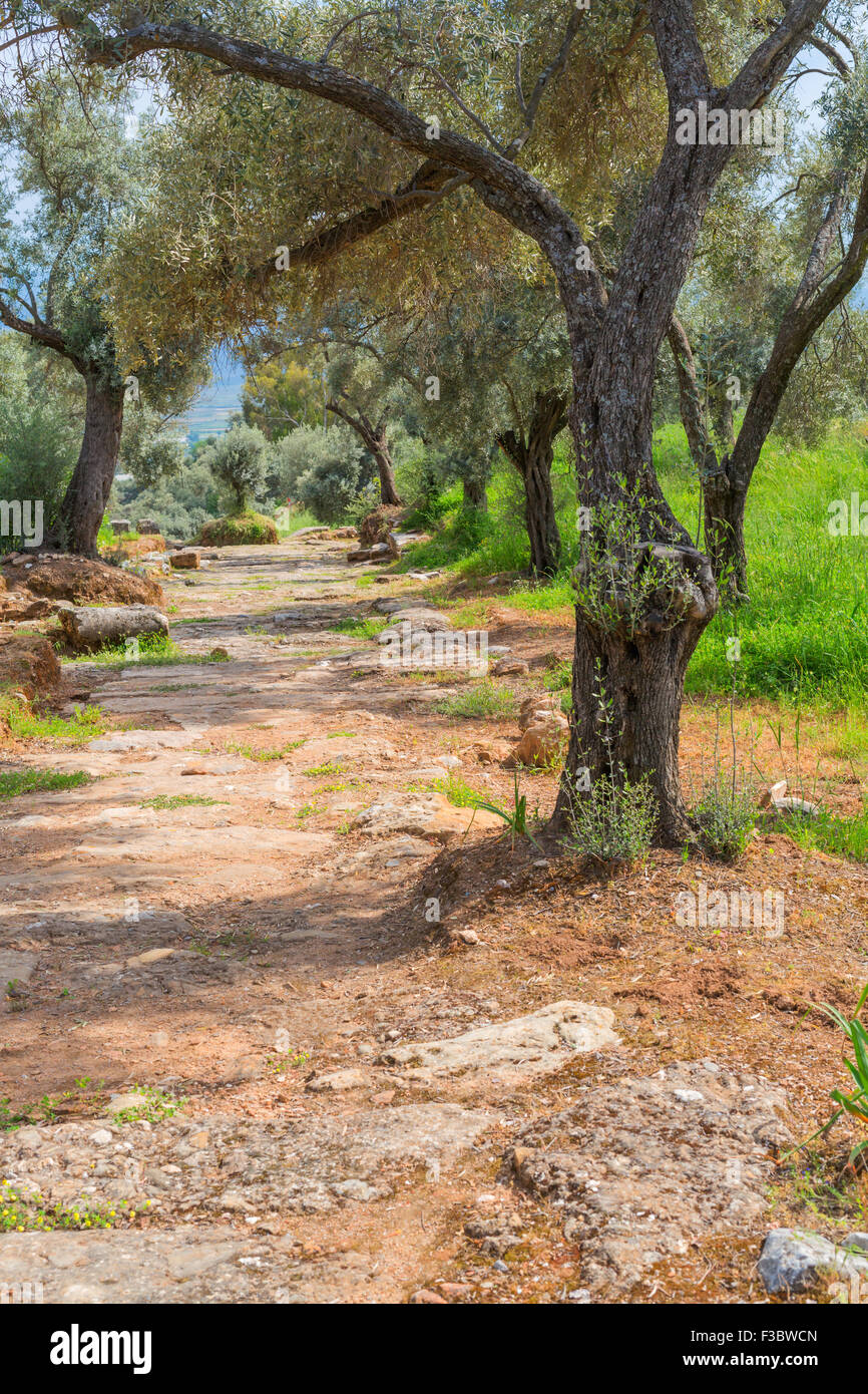 Old road with stone plates and olive trees Stock Photo - Alamy