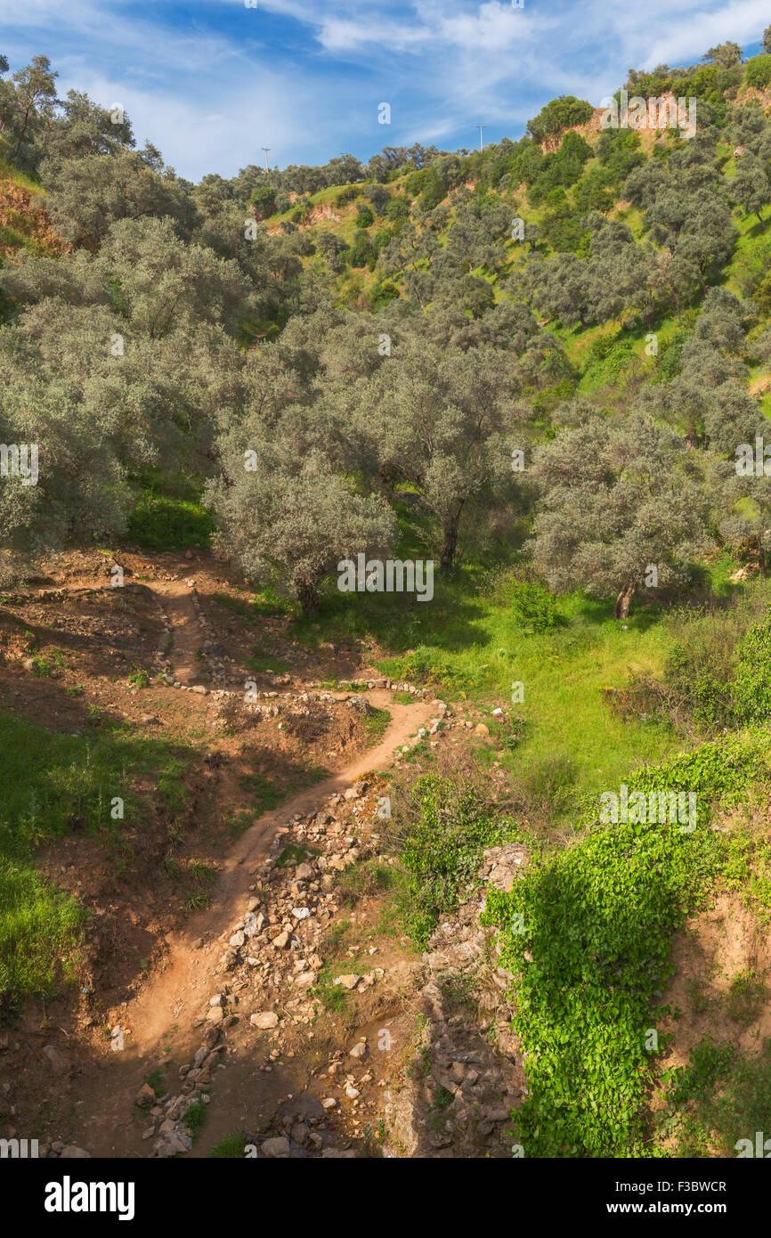 Landscape with path among hills with green trees Stock Photo - Alamy