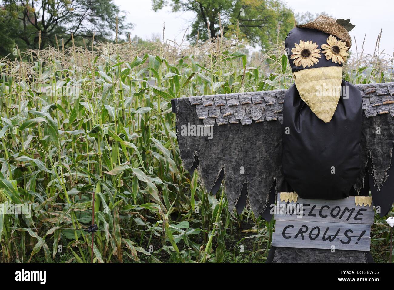 Scarecrow In Corn Field High Resolution Stock Photography and Images ...