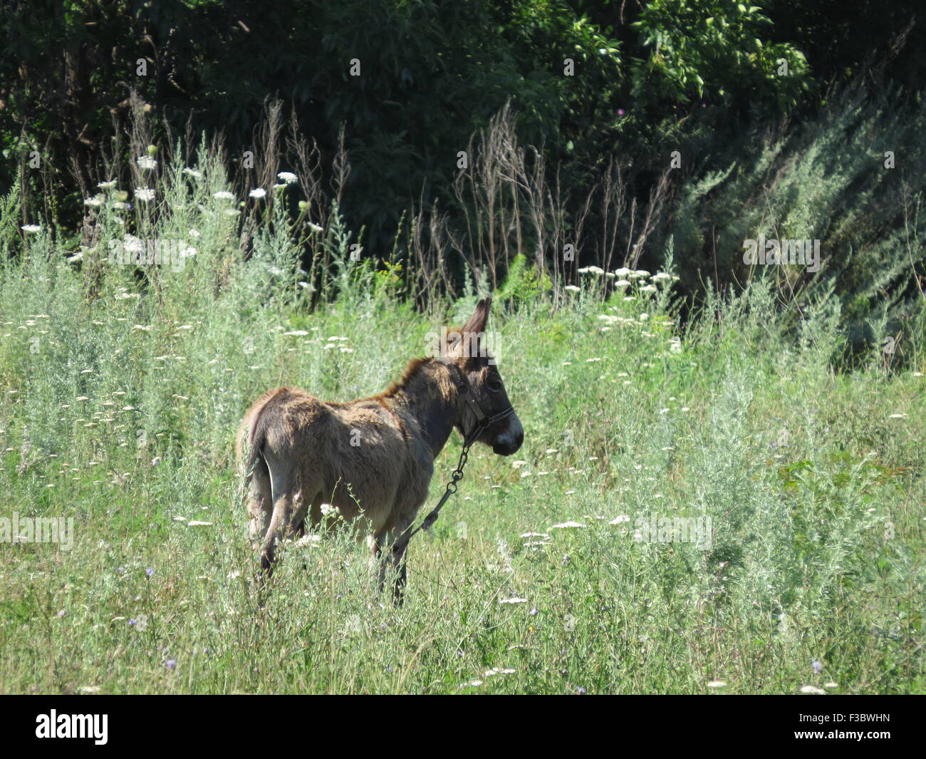 Little burro. The donkey is grazed on a meadow Stock Photo - Alamy