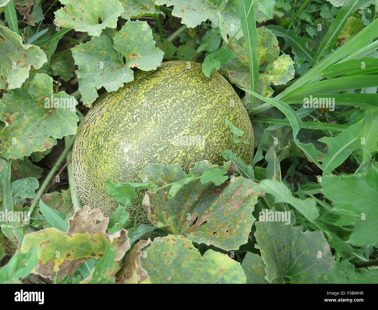 The growing melon in the field. Cultivation of melon cultures Stock ...