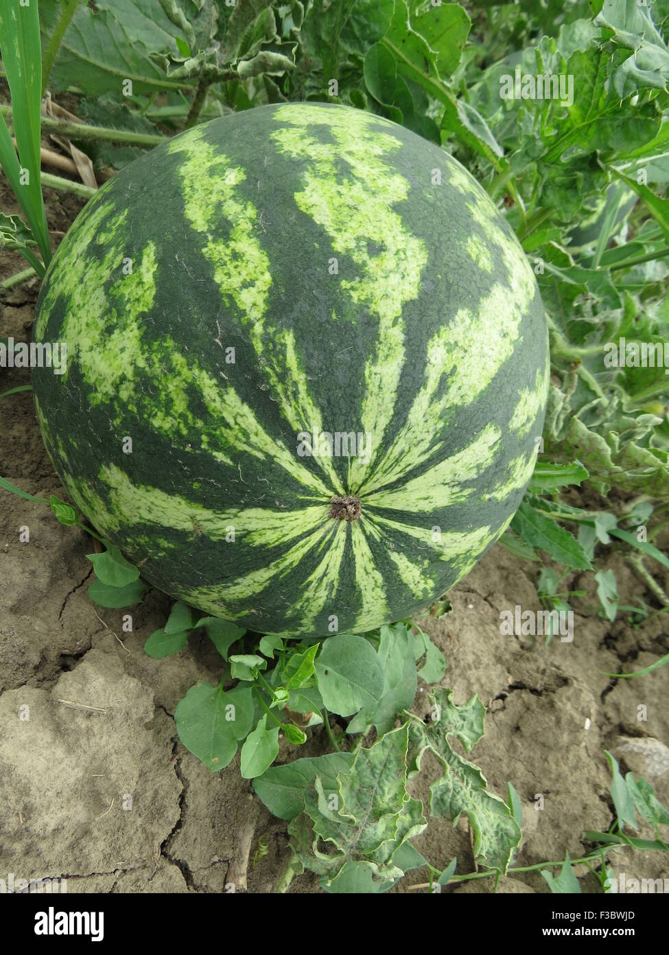 The growing water-melon in the field. Cultivation of melon cultures ...