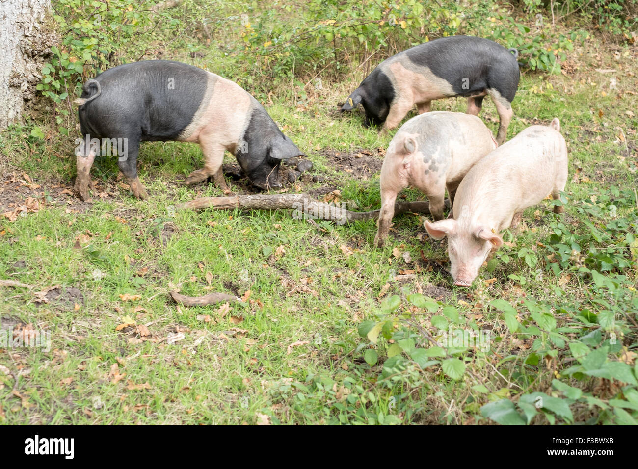 Pigs foraging in the new forest hi-res stock photography and images - Alamy