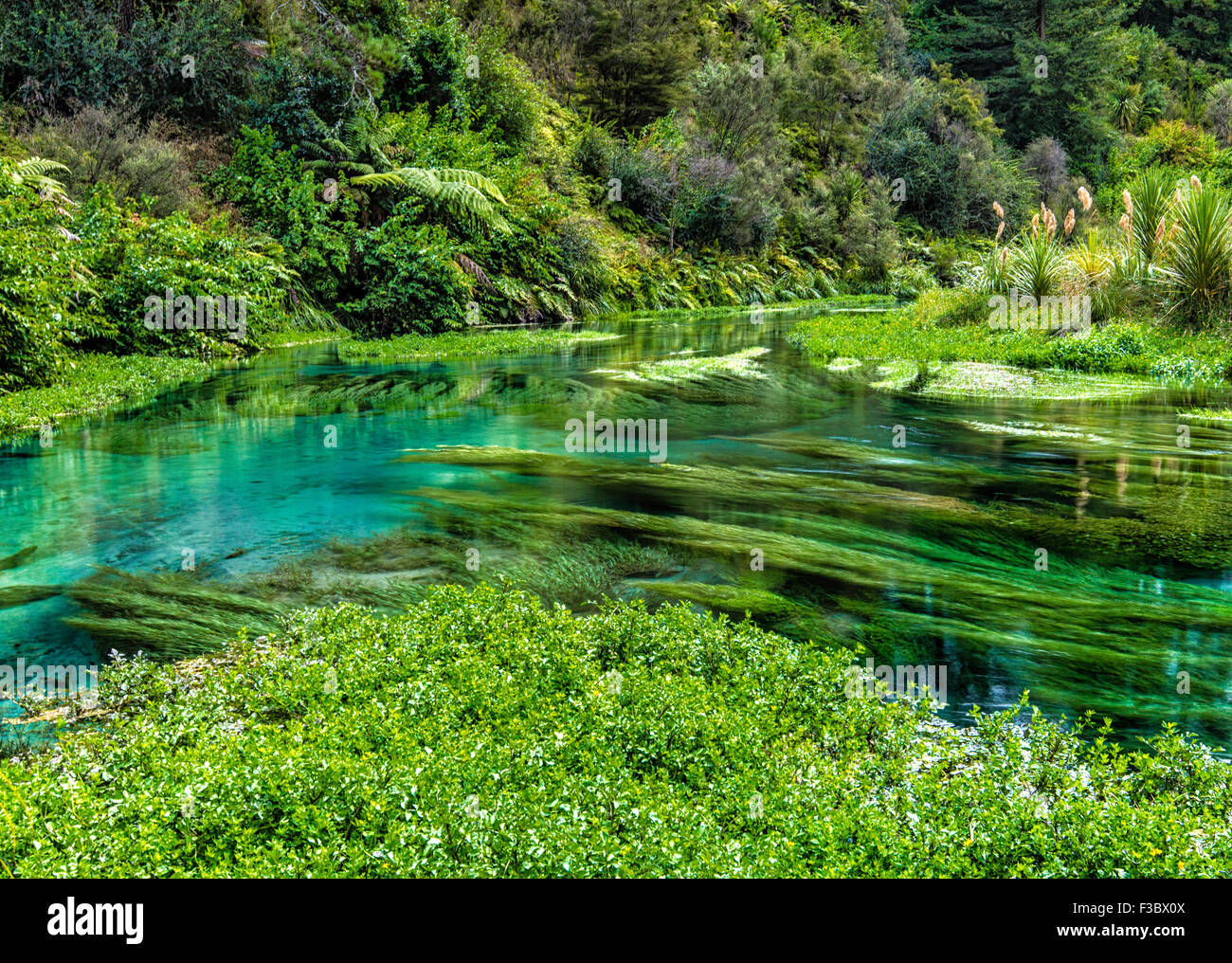 Blue spring - South Waikato, New Zealand Stock Photo - Alamy