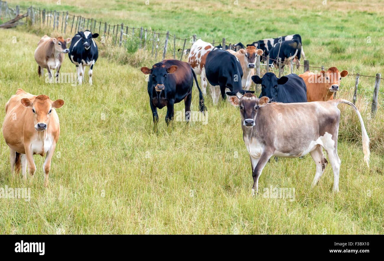 Cows feeding in field Stock Photo - Alamy