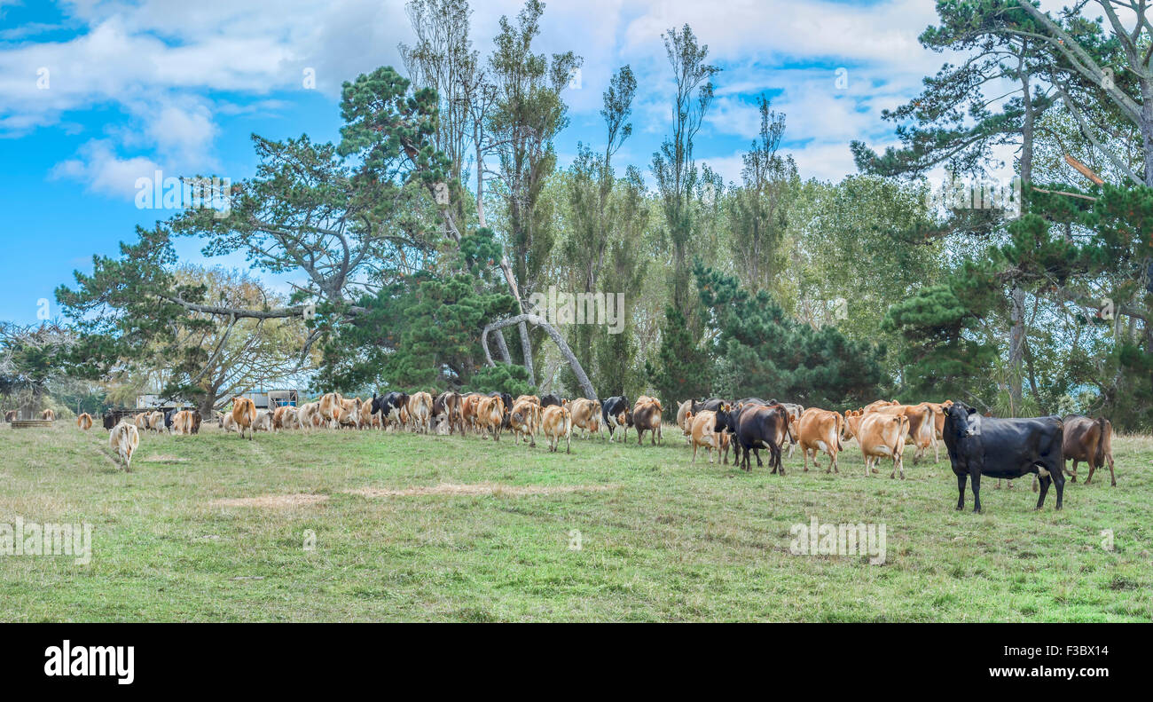 Cows going home Stock Photo - Alamy