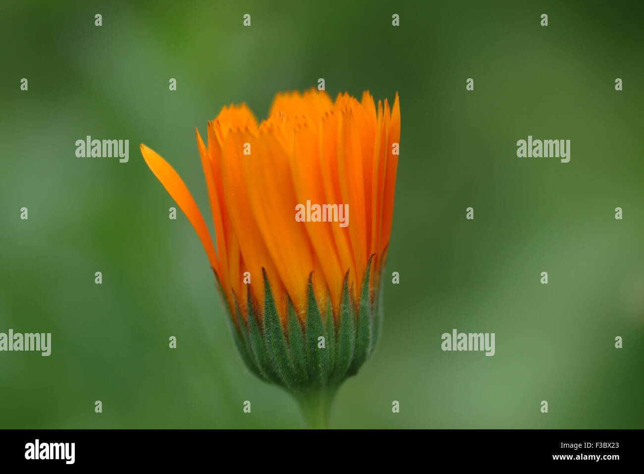 Mediterranean marigold hi-res stock photography and images - Alamy