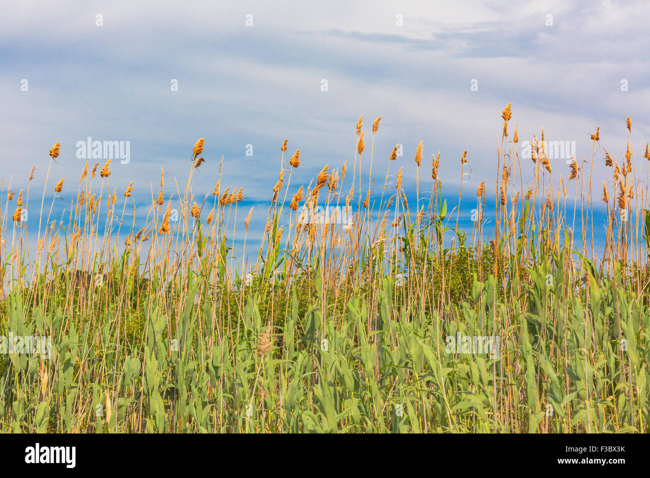 Fluffy grass on the field on cloudy sky background Stock Photo - Alamy
