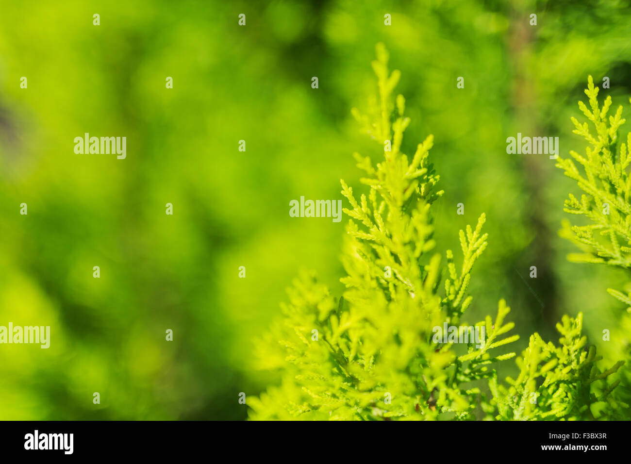 Evergreen thuja tree close up beautiful natural background Stock Photo ...