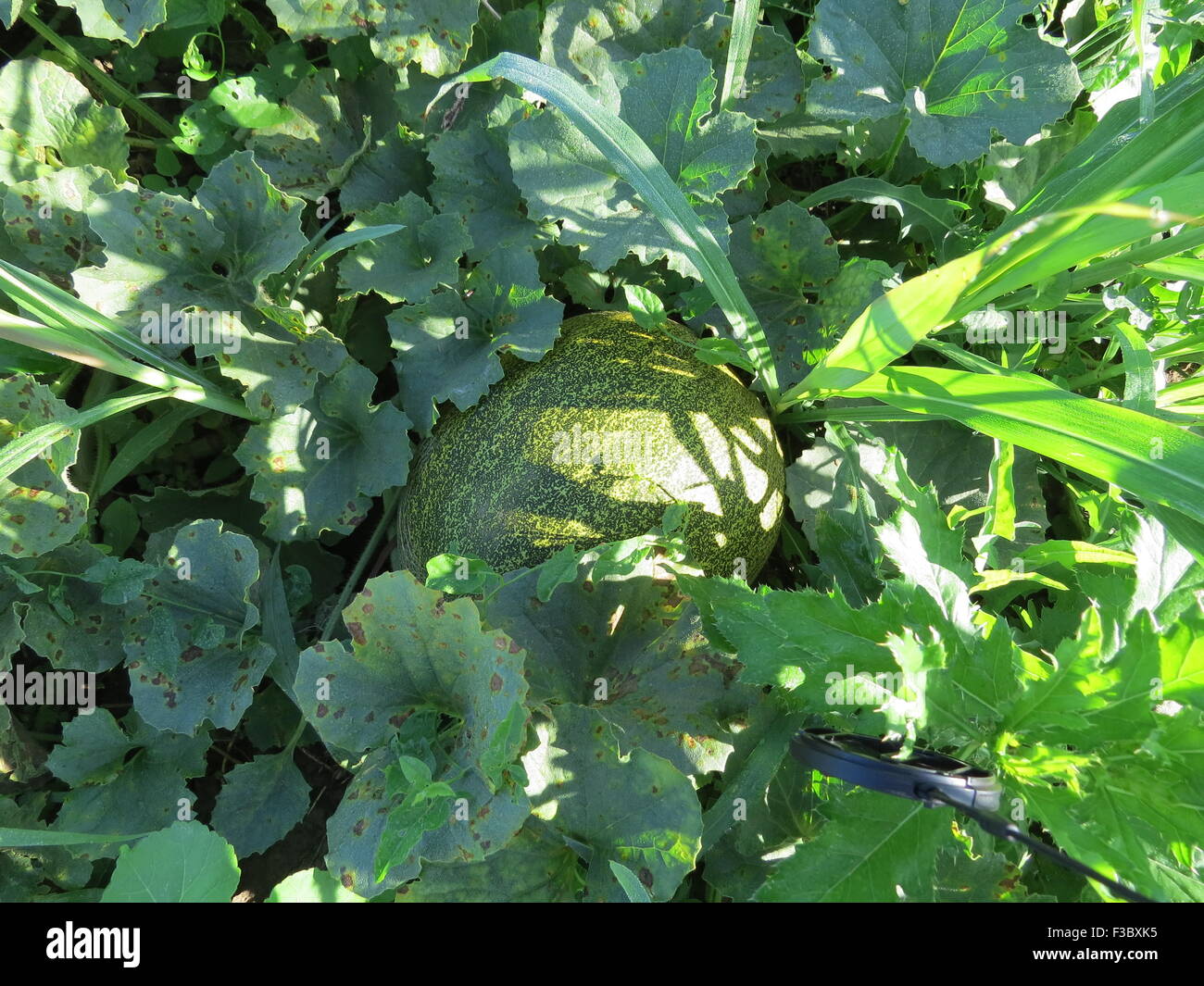 The growing melon in the field. Cultivation of melon cultures Stock ...