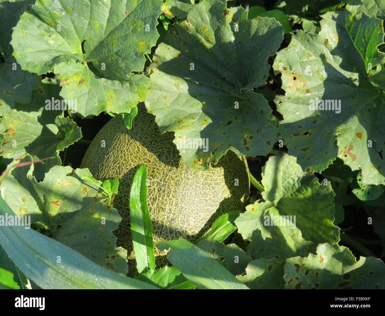 The growing melon in the field. Cultivation of melon cultures Stock ...