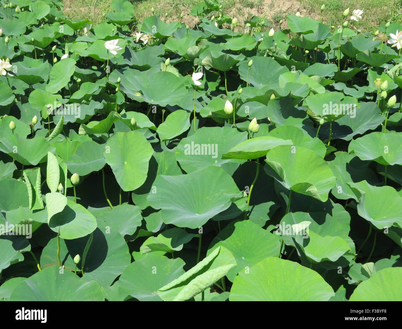 Lotuses. Cultivation of lotuses on a pond Stock Photo - Alamy