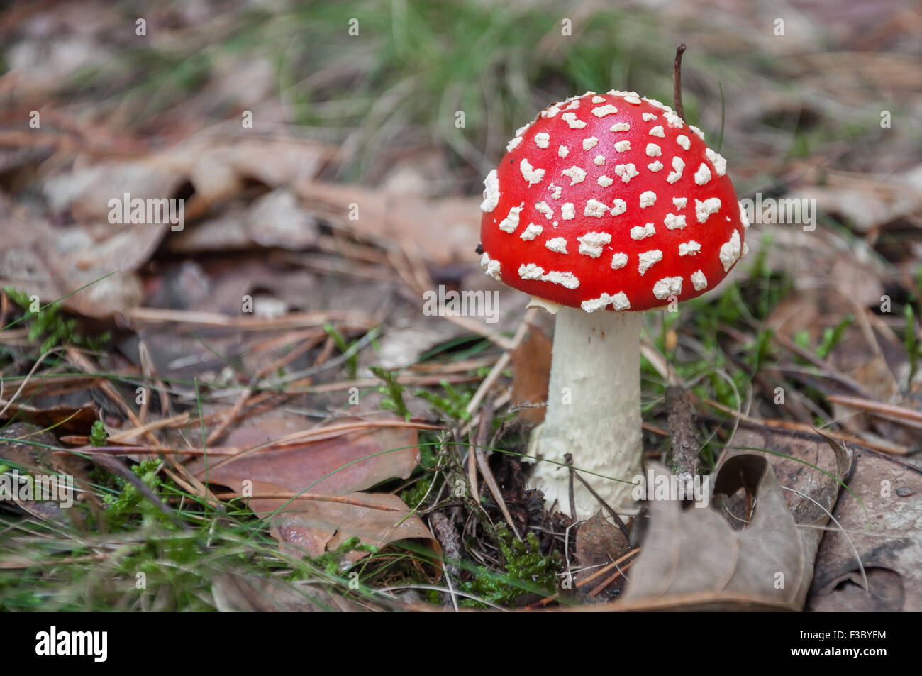 Red toadstool in a forest Stock Photo - Alamy