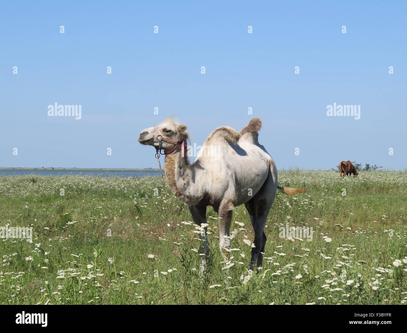Camel on a pasture. Animals on private farm Stock Photo - Alamy